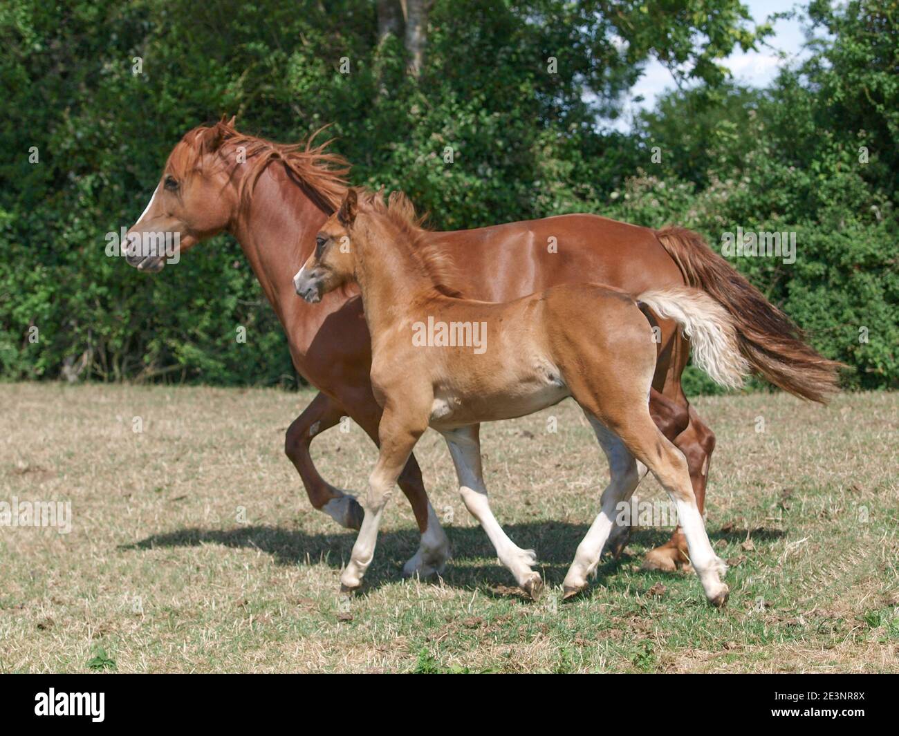 Animals horses welsh pony mare and foal hi-res stock photography and ...