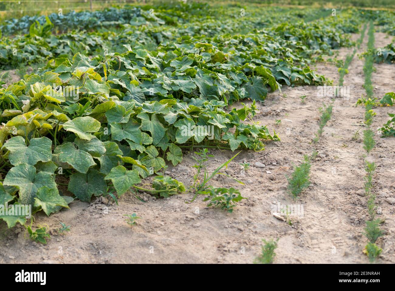 cucumber growing in the field in a row Stock Photo - Alamy