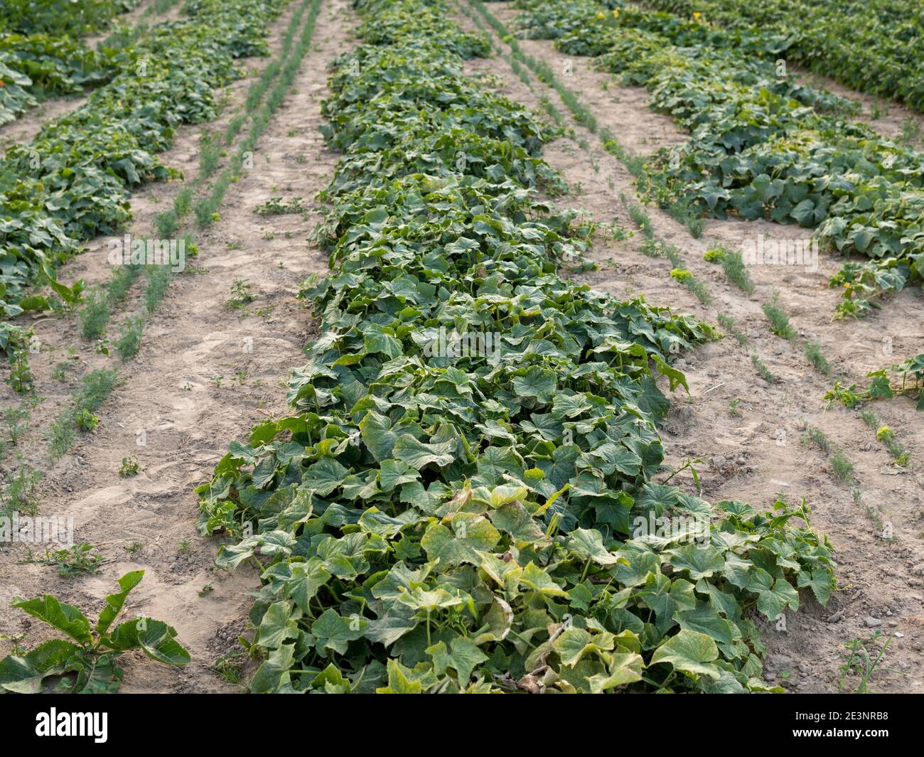 cucumber growing in the field in a row Stock Photo - Alamy