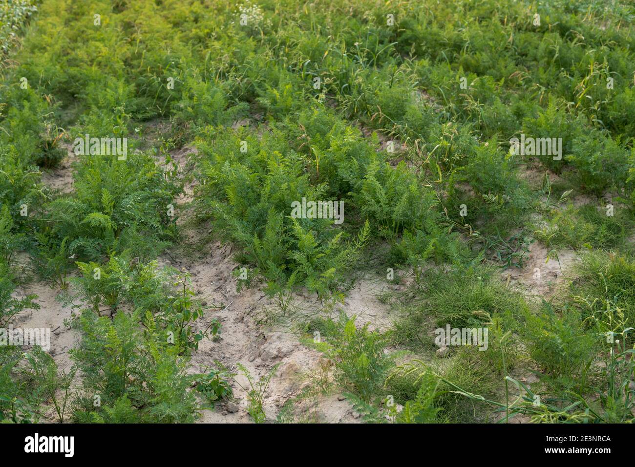 detail of carrot growing in the field at ecological plantation Stock ...
