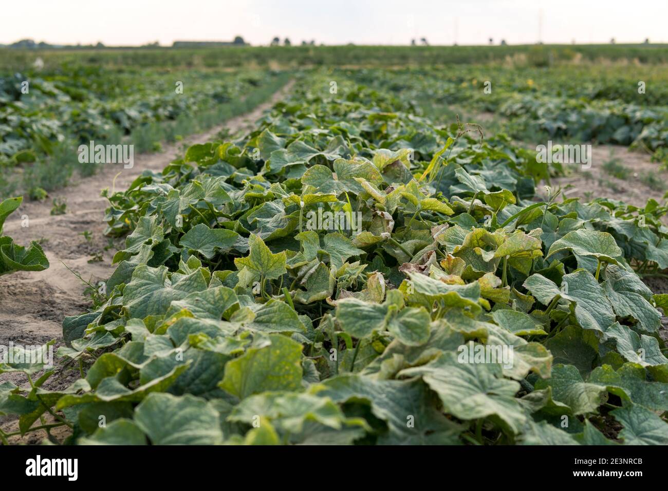cucumber growing in the field in a row Stock Photo - Alamy