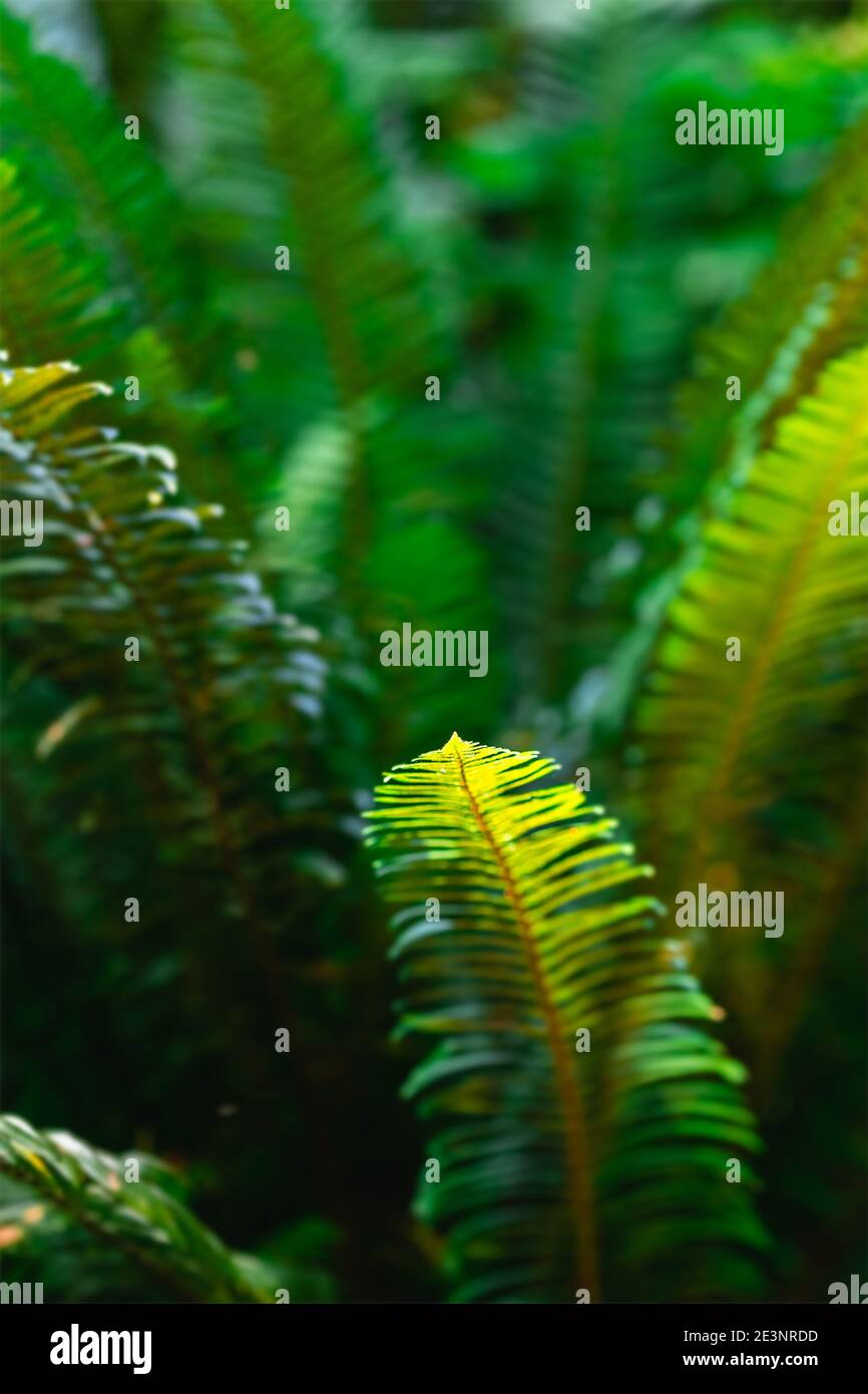 Green Fern Leaf background. Abstract Summer background Stock Photo - Alamy