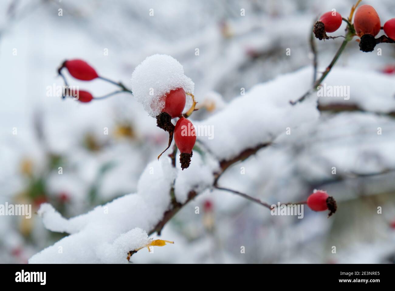 Red rose hips in winter with frost and snow Stock Photo - Alamy