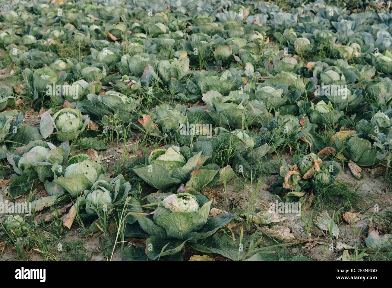 field full of green cabbage growing in a soil Stock Photo - Alamy