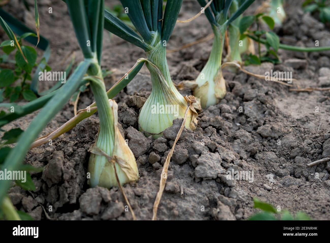 detail of onion growing in the field at ecological plantation in Poland ...