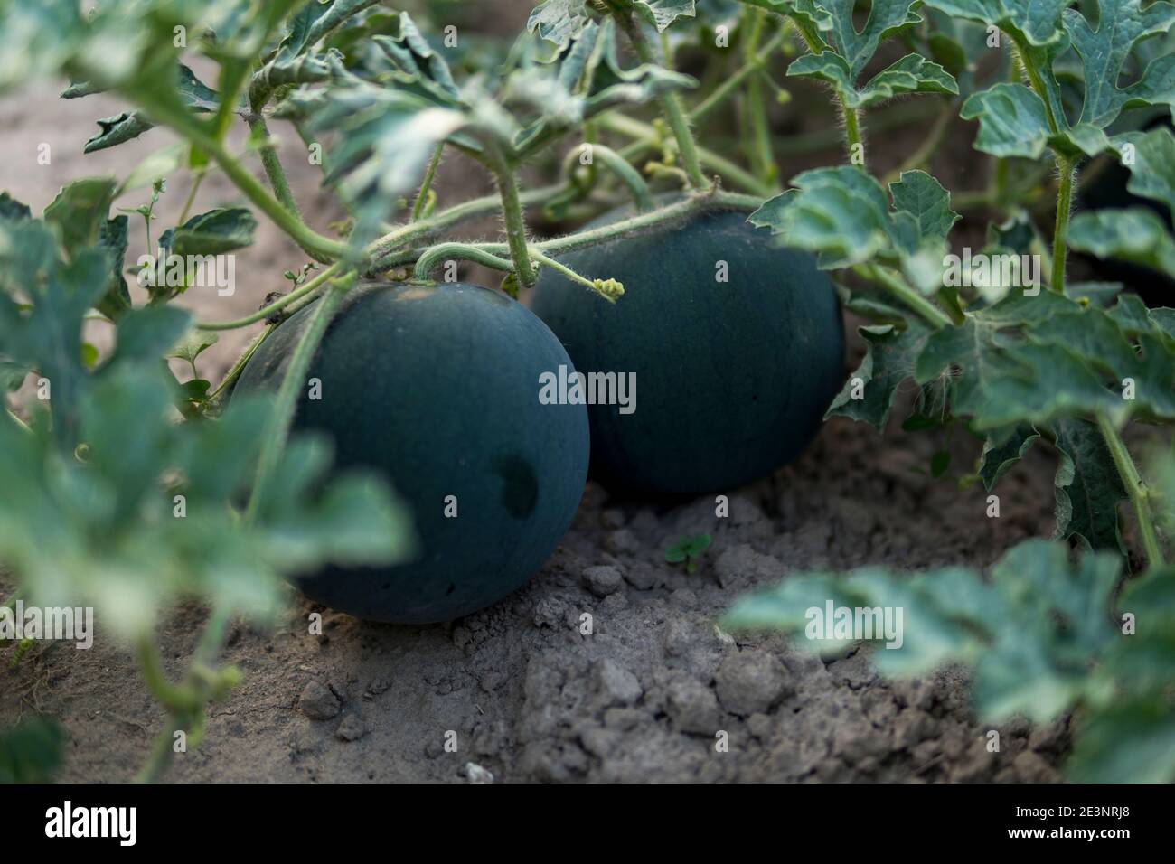 detail of small watermelon growing in the field Stock Photo - Alamy