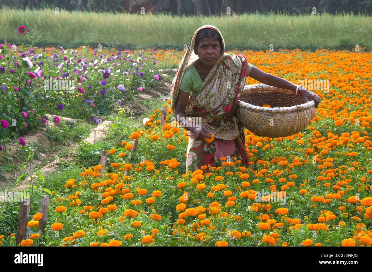 Marigold farm hi-res stock photography and images - Alamy