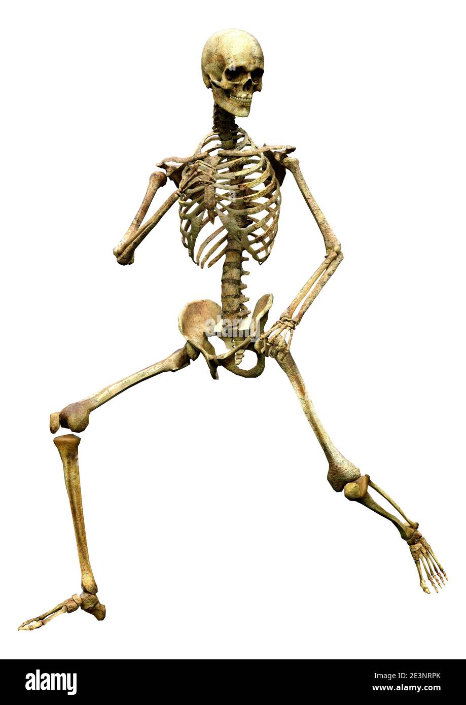 3D rendering of a human skeleton isolated on white background Stock ...