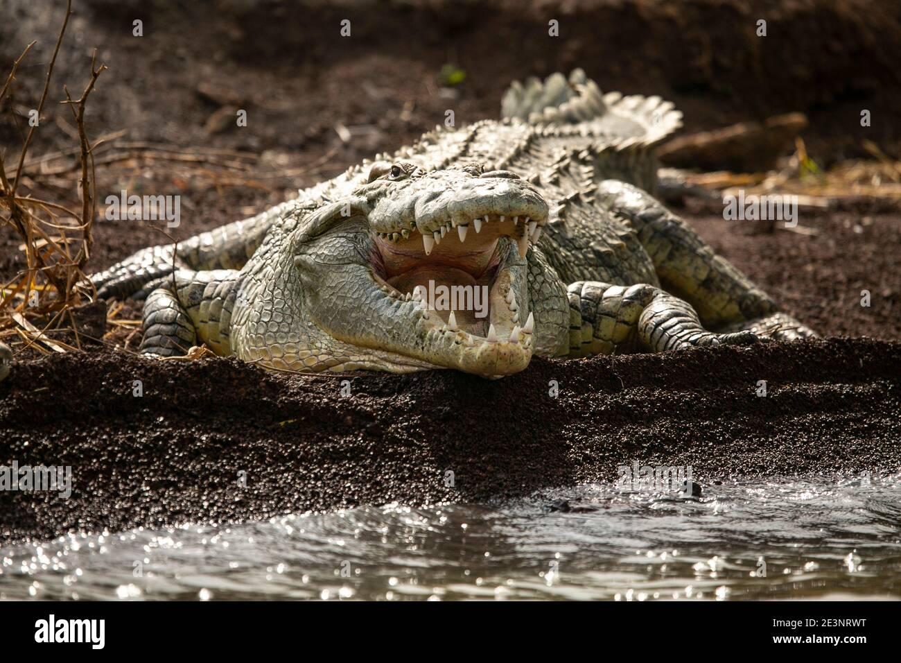 Crocodile sunbathing in river hi-res stock photography and images - Alamy
