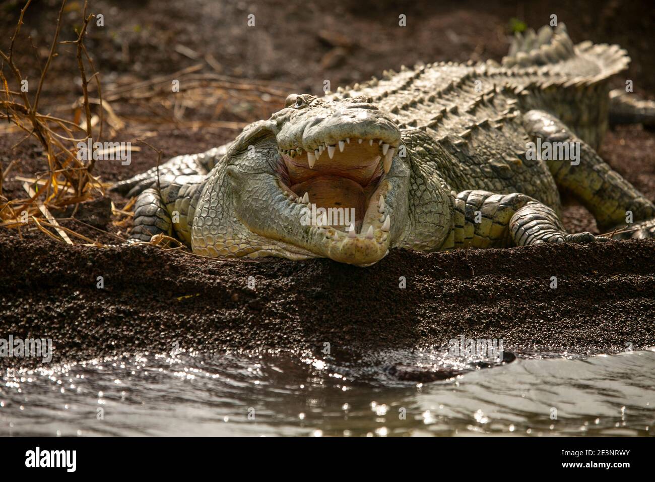 Crocodile sunbathing in river hi-res stock photography and images - Alamy