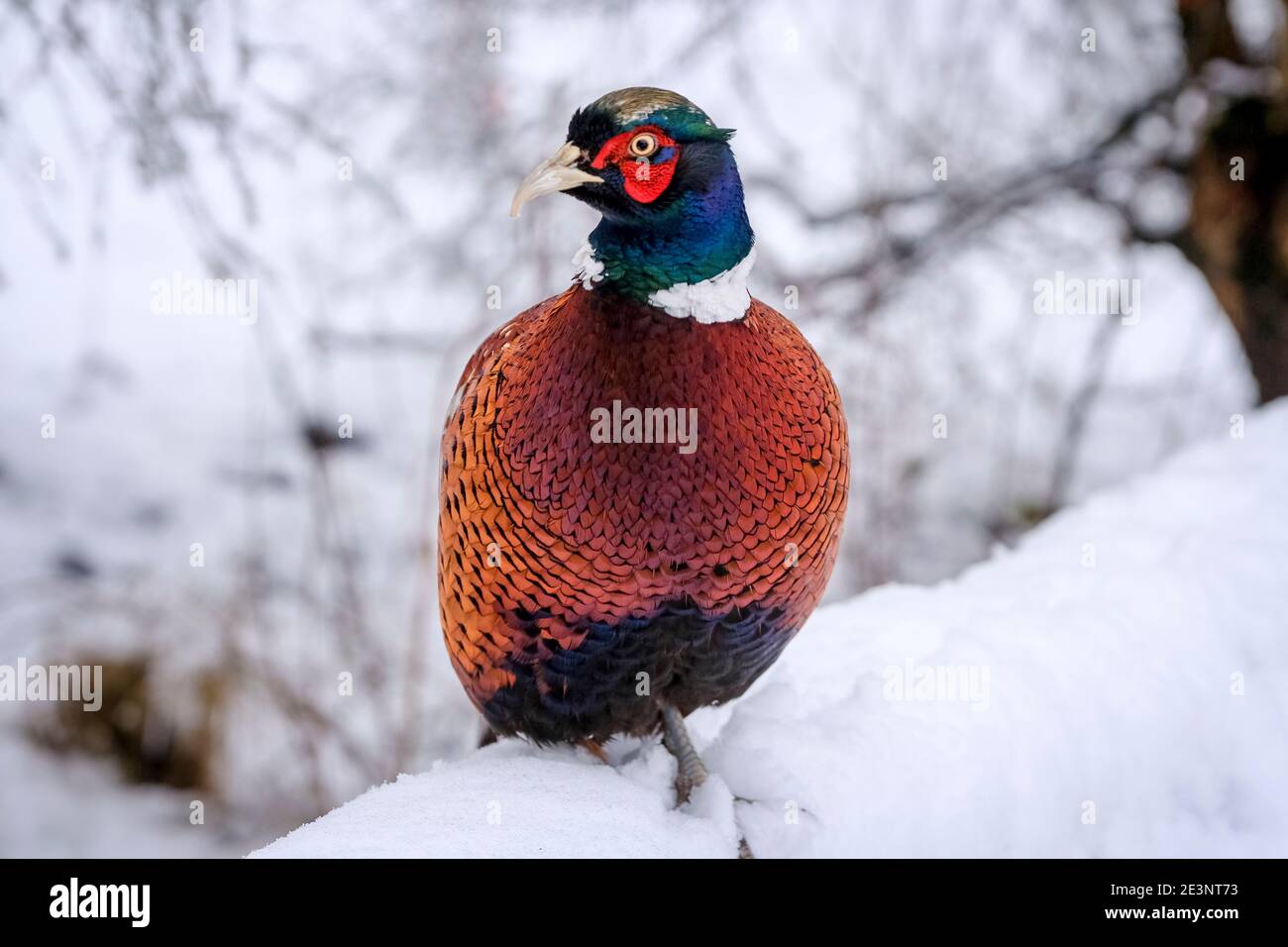Pheasant scotland hi-res stock photography and images - Alamy