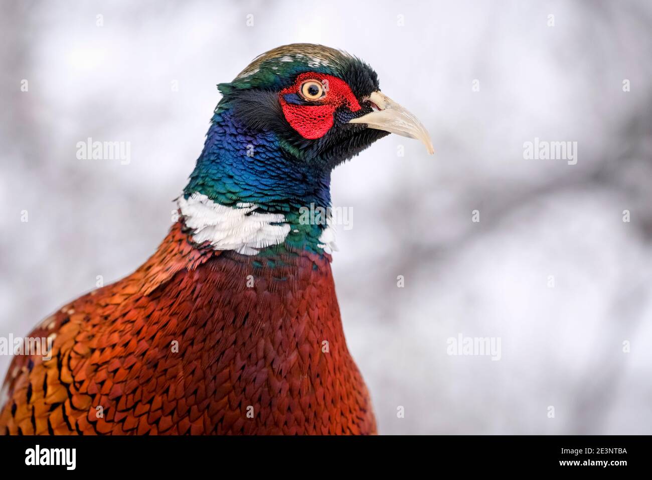Pheasant scotland hi-res stock photography and images - Alamy