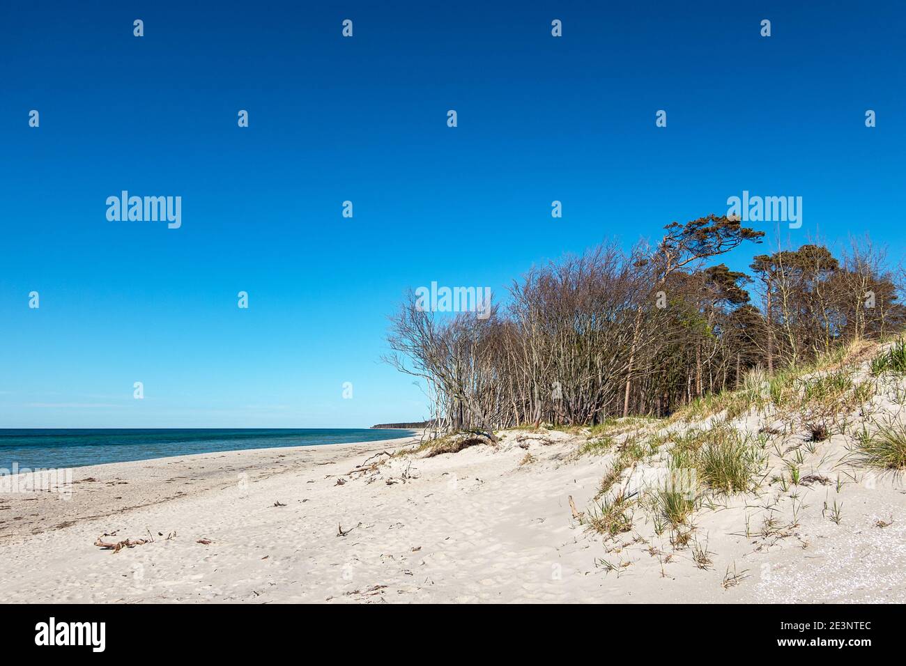 Landscape with trees on the Baltic Sea coast in Germany Stock Photo - Alamy