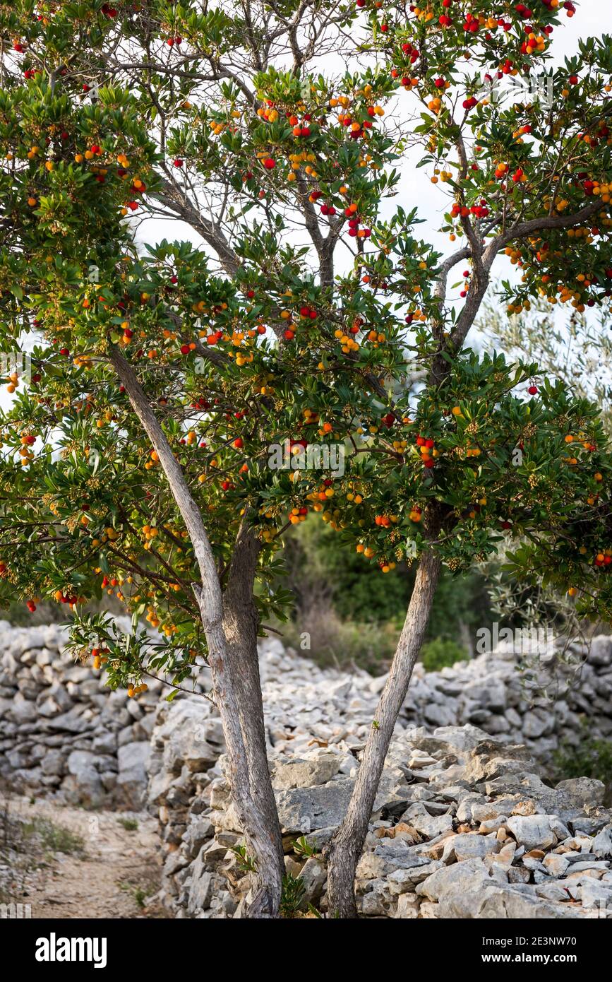 Arbutus unedo, the strawberry tree fruit, Island of Iz, Zadar ...