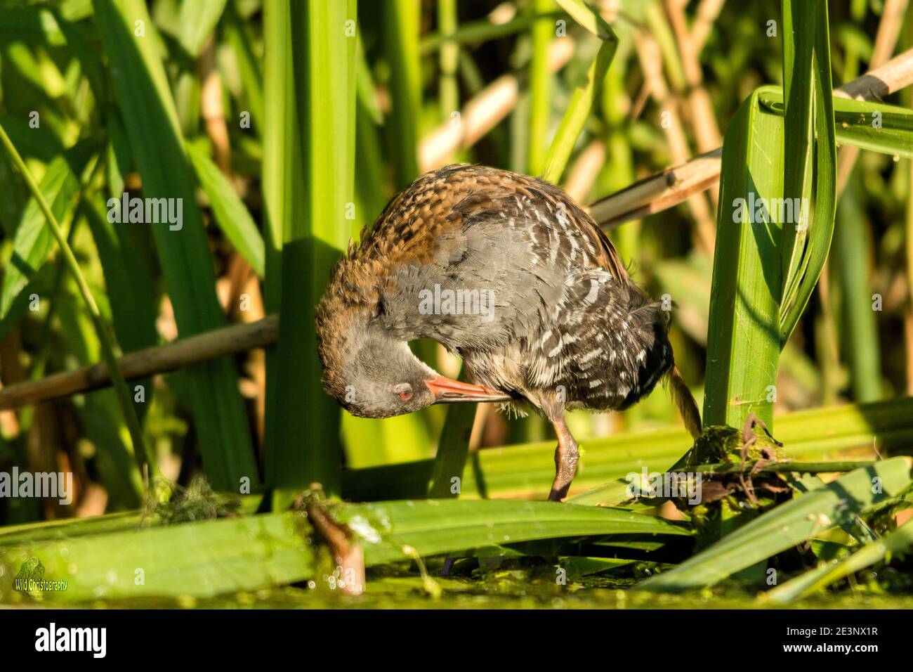 Water rail (Rallus aquaticus Stock Photo - Alamy