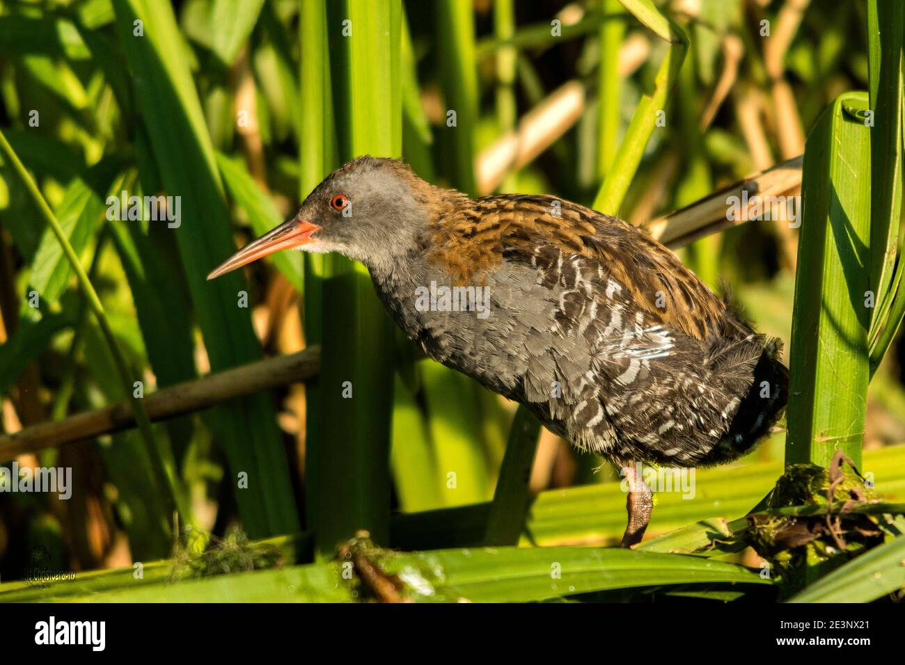 Water rail (Rallus aquaticus Stock Photo - Alamy