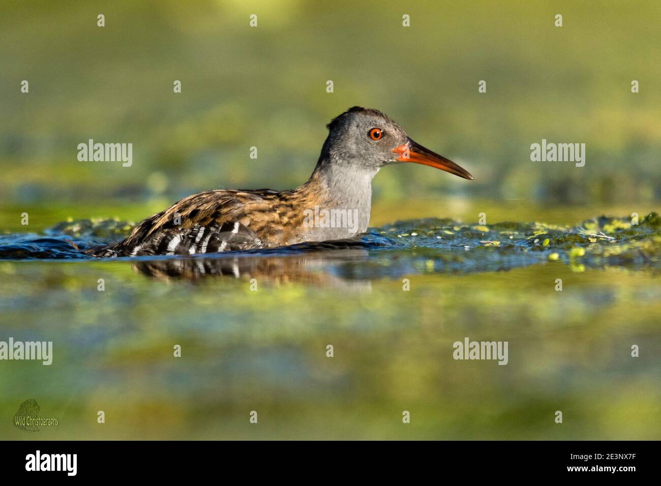 Water rail (Rallus aquaticus Stock Photo - Alamy