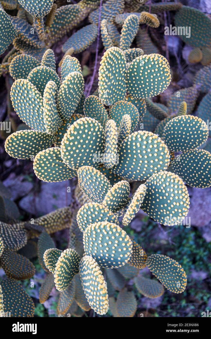 Cactus, Veli Iz, Island of Iz, Zadar archipelago, Dalmatia, Croatia ...