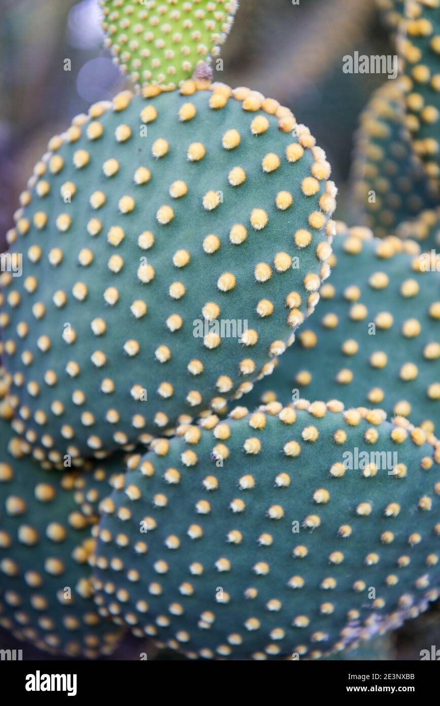 Cactus, Veli Iz, Island of Iz, Zadar archipelago, Dalmatia, Croatia ...