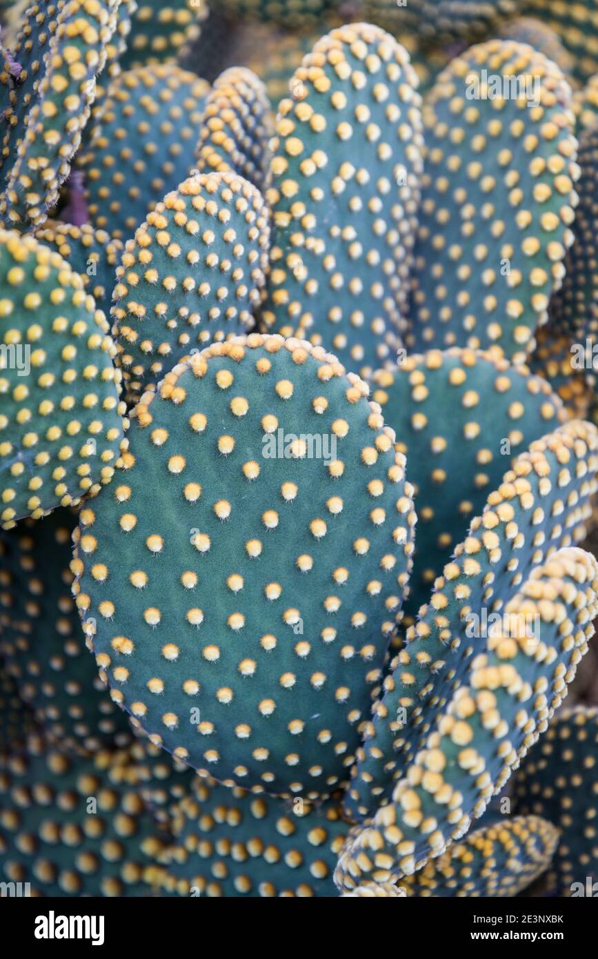 Cactus, Veli Iz, Island of Iz, Zadar archipelago, Dalmatia, Croatia ...