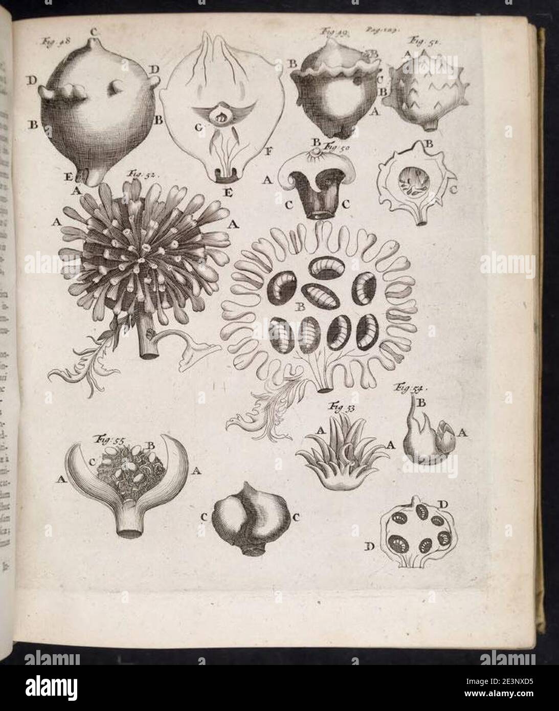 Thesaurus anatomicus hi-res stock photography and images - Alamy