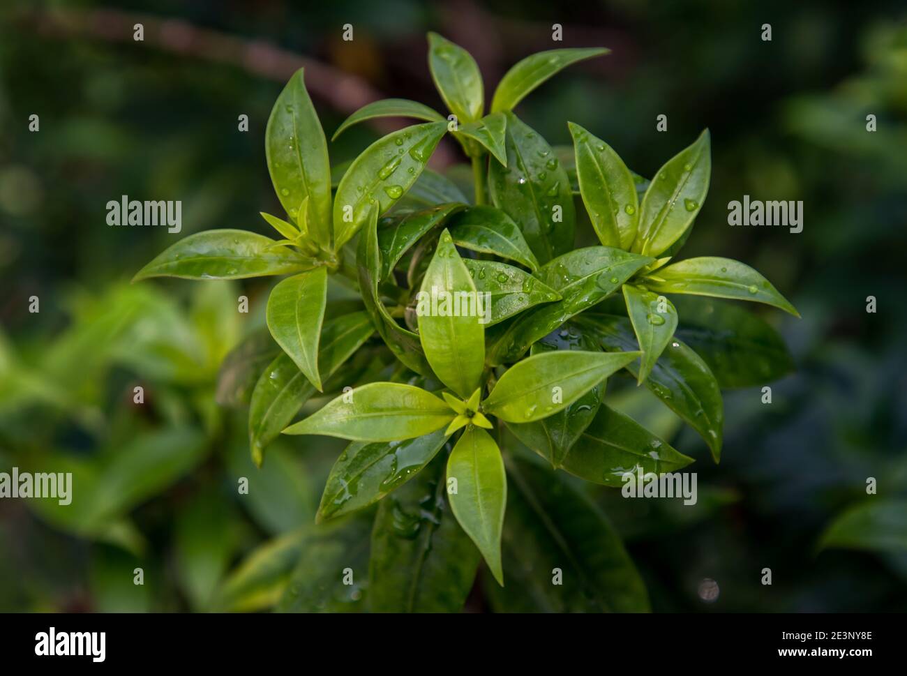 The Allamanda Leaf