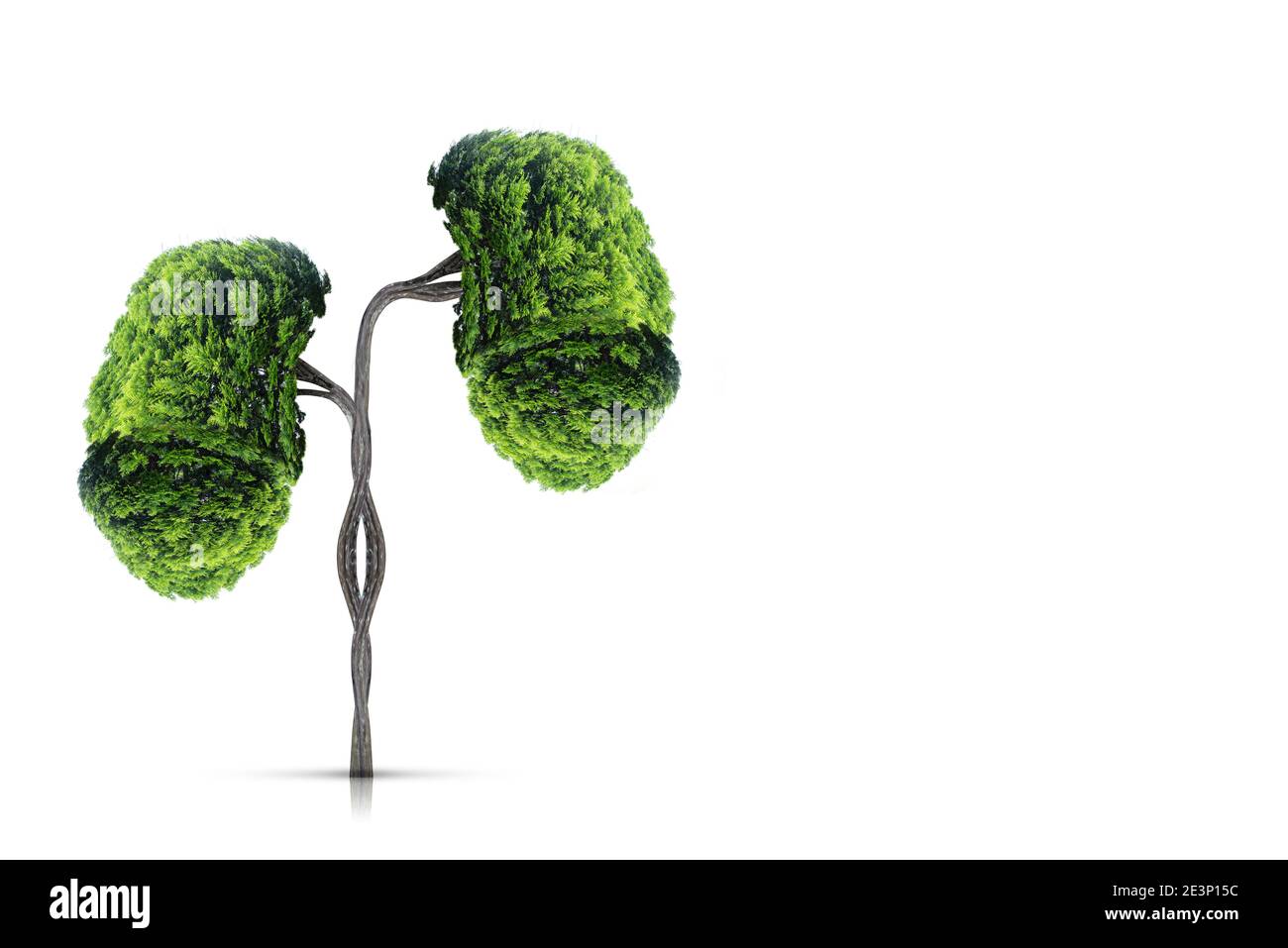 Trees (kidneys), 3D environmental and medical concepts Stock Photo - Alamy