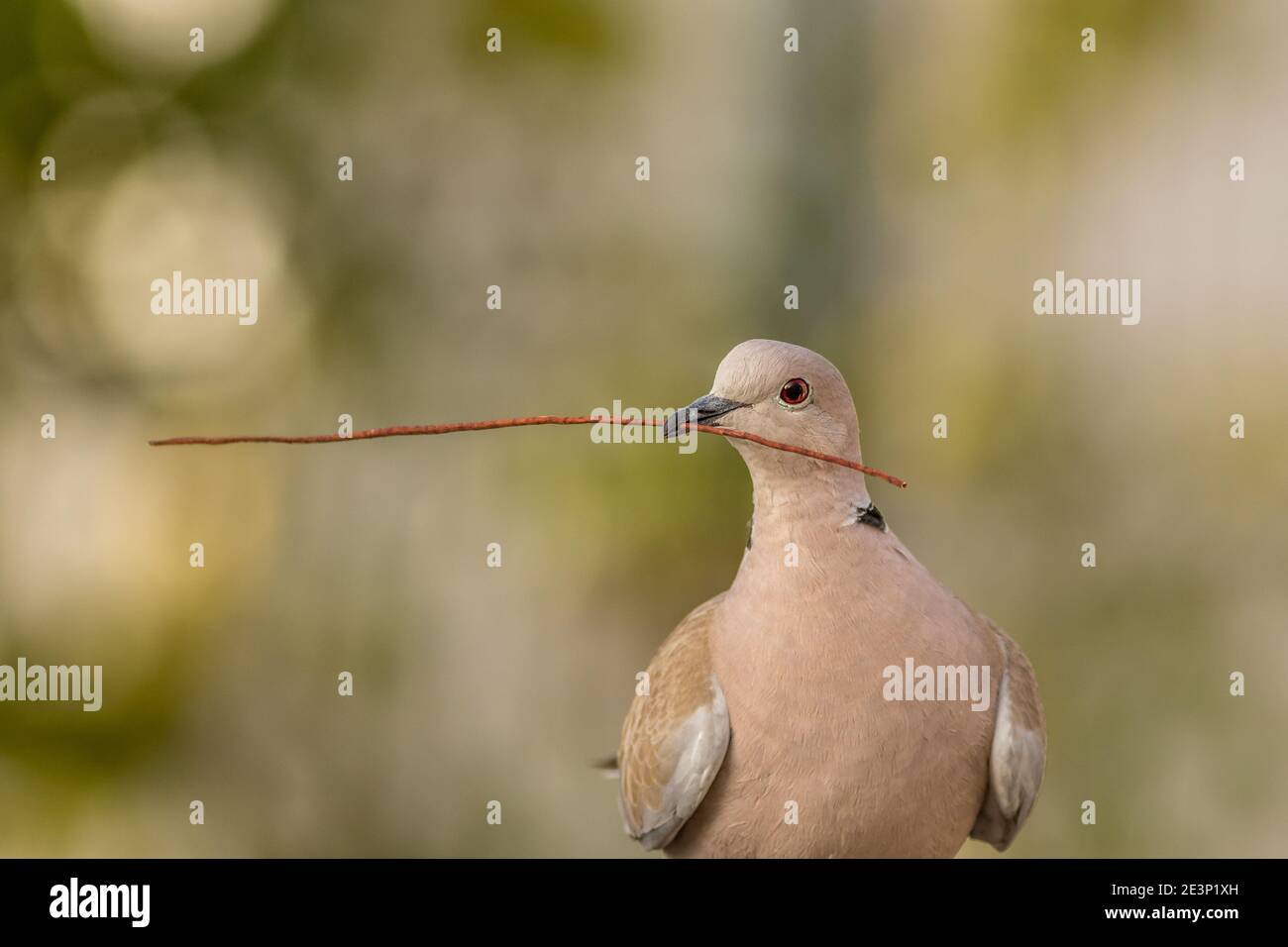 Collared Dove Feathers High Resolution Stock Photography and Images - Alamy