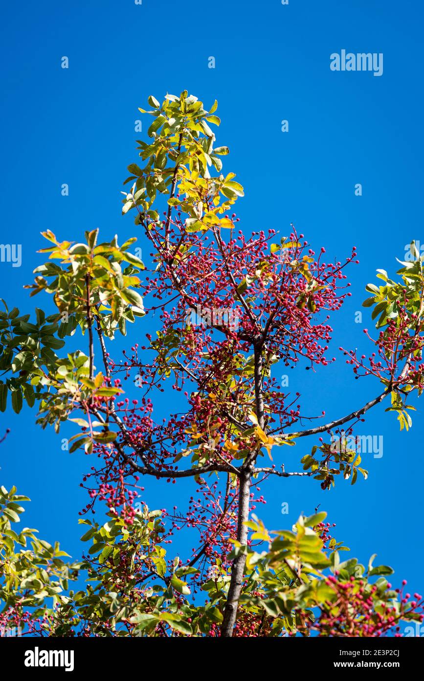Red berries, Island of Iz, Zadar archipelago, Dalmatia, Croatia Stock ...
