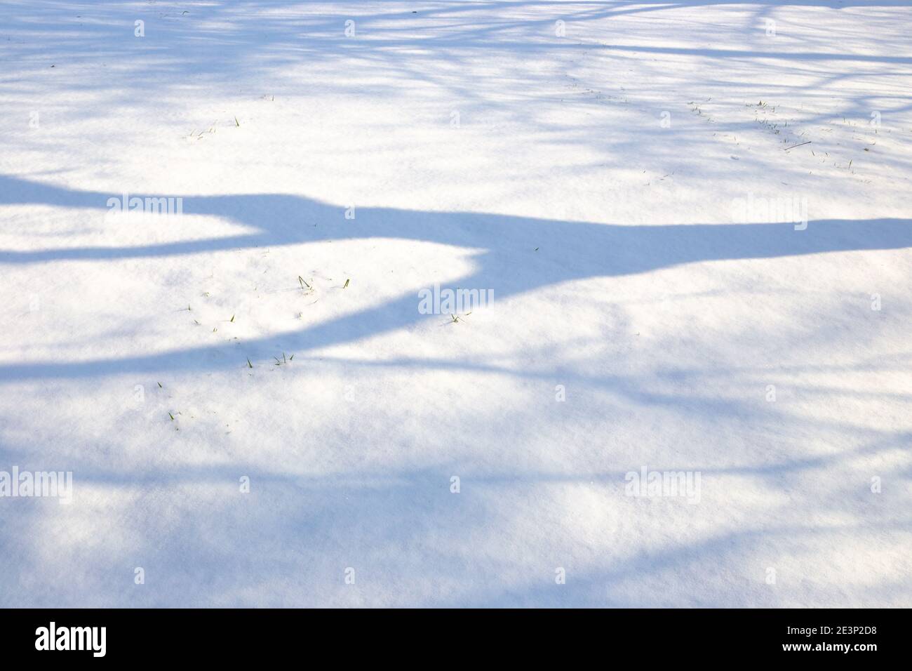 Shadow from a tree in the snow in winter on a sunny day. Atmospheric ...