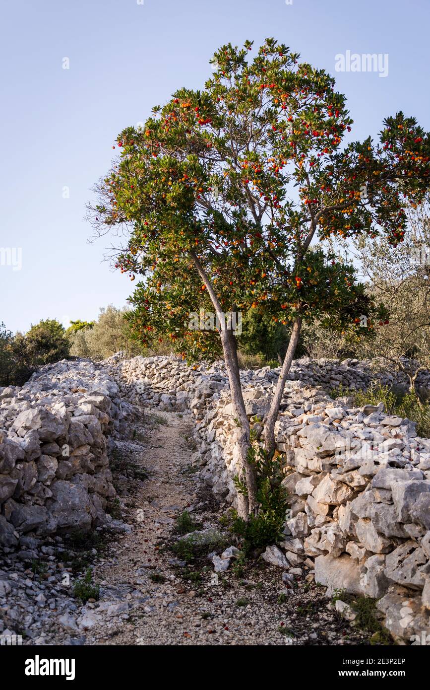 Arbutus unedo, the strawberry tree fruit, Island of Iz, Zadar ...