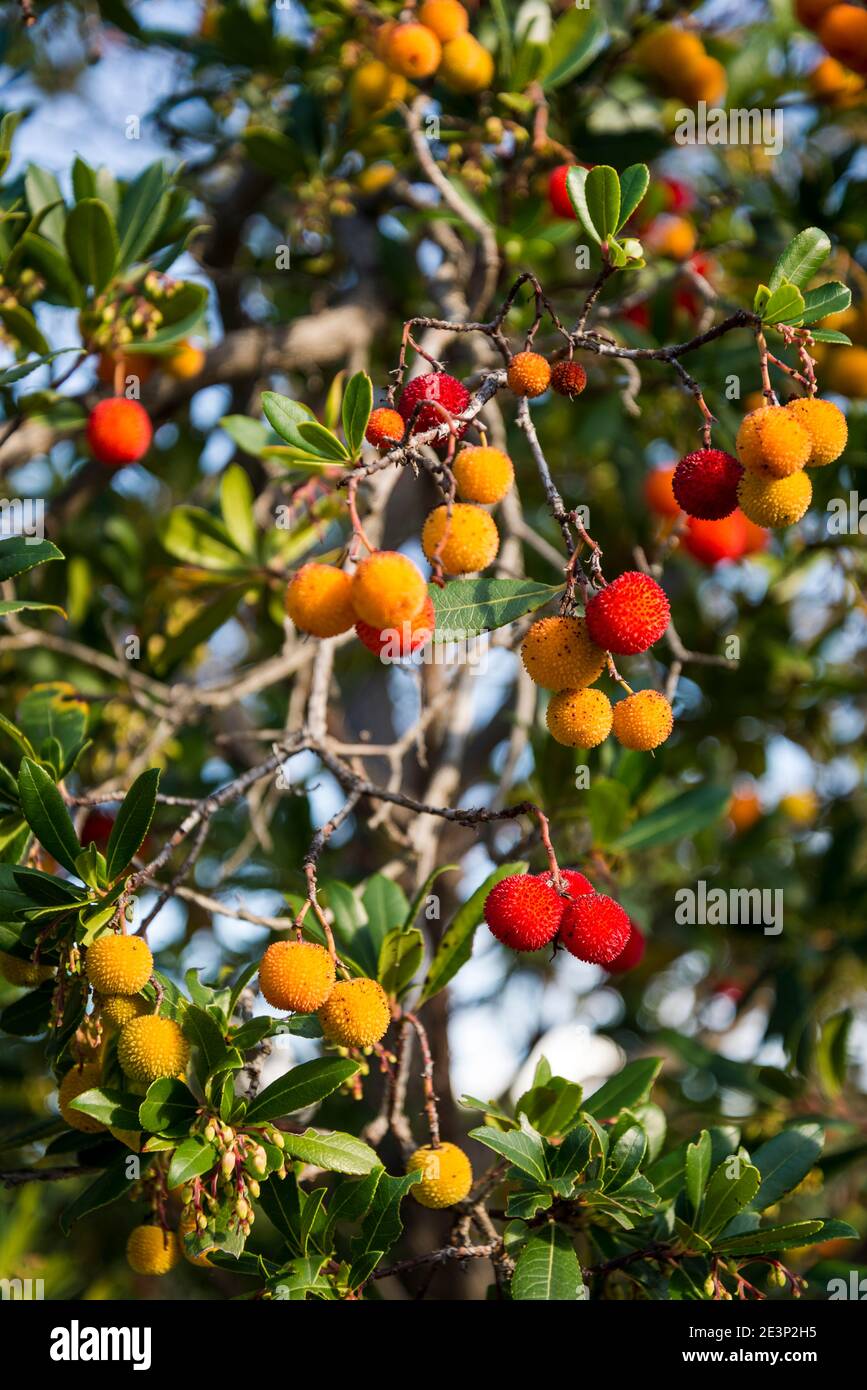 Arbutus unedo, the strawberry tree fruit, Island of Iz, Zadar ...