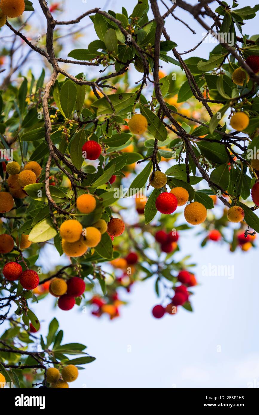 Arbutus unedo, the strawberry tree fruit, Island of Iz, Zadar ...