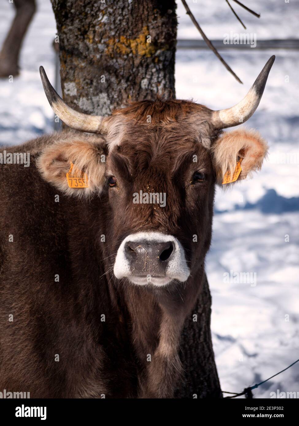 Cow head in fence hi-res stock photography and images - Alamy