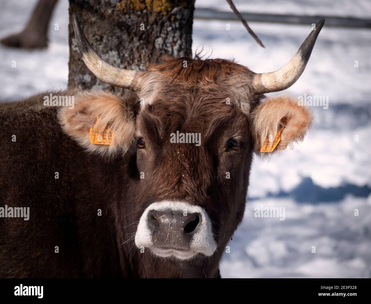 Cow head in fence hi-res stock photography and images - Alamy