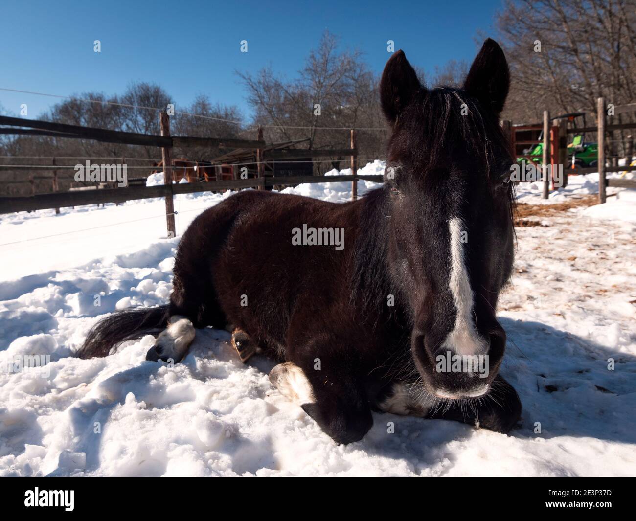 Black stallion shetland pony hi-res stock photography and images - Alamy