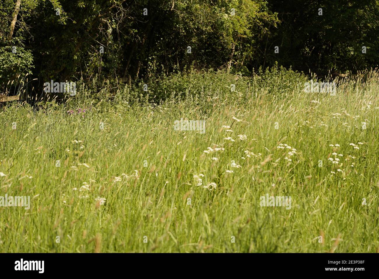 Biodivers ecosystem of an English lowland medow Stock Photo - Alamy
