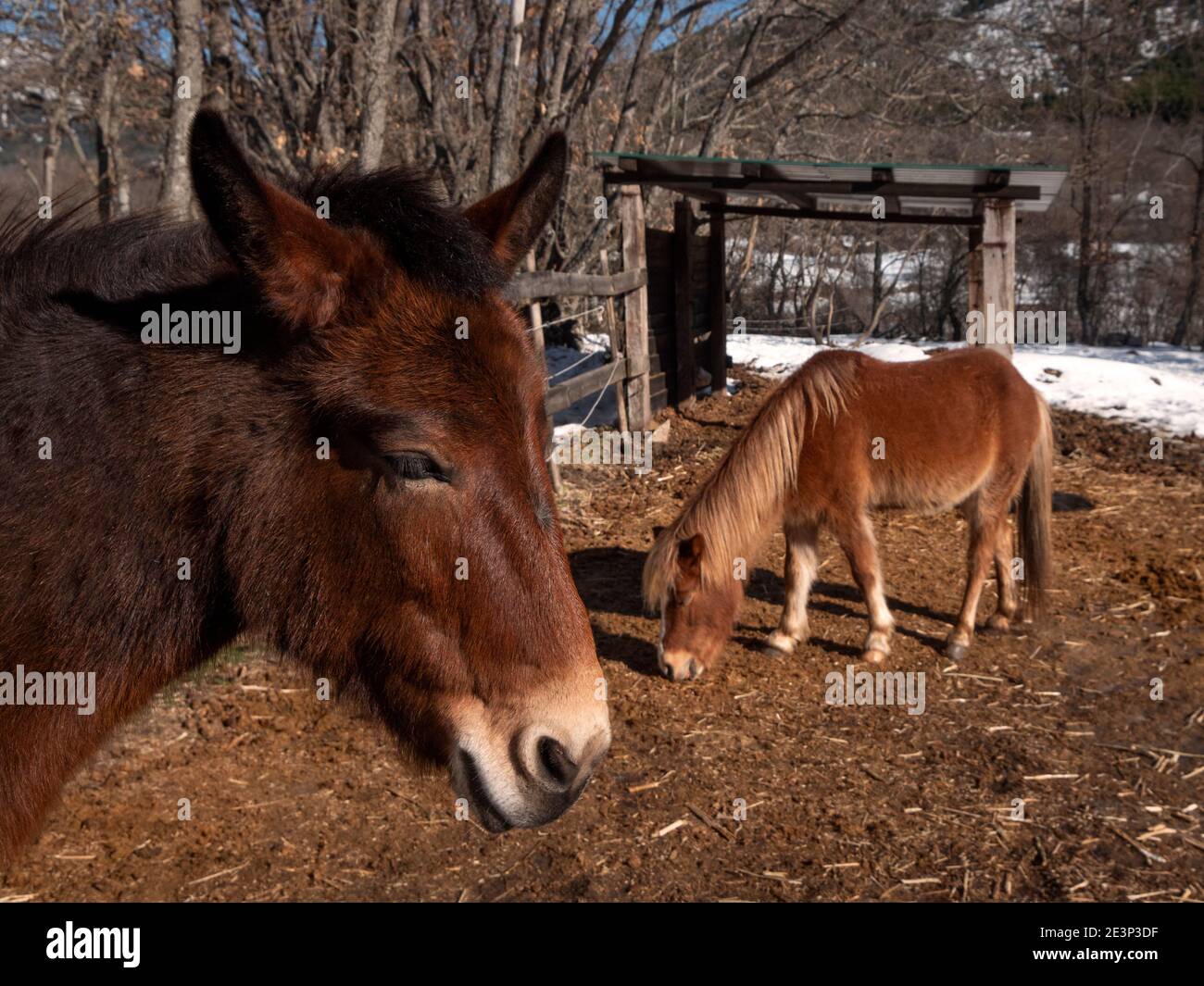 Mule facing camera hi-res stock photography and images - Alamy