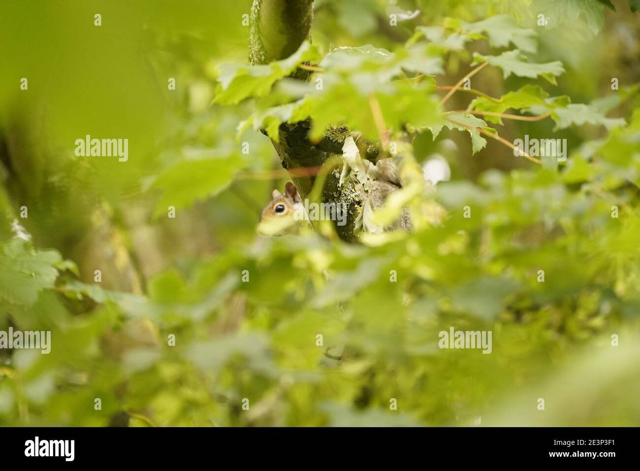 Biodivers ecosystem of an English lowland medow Stock Photo - Alamy