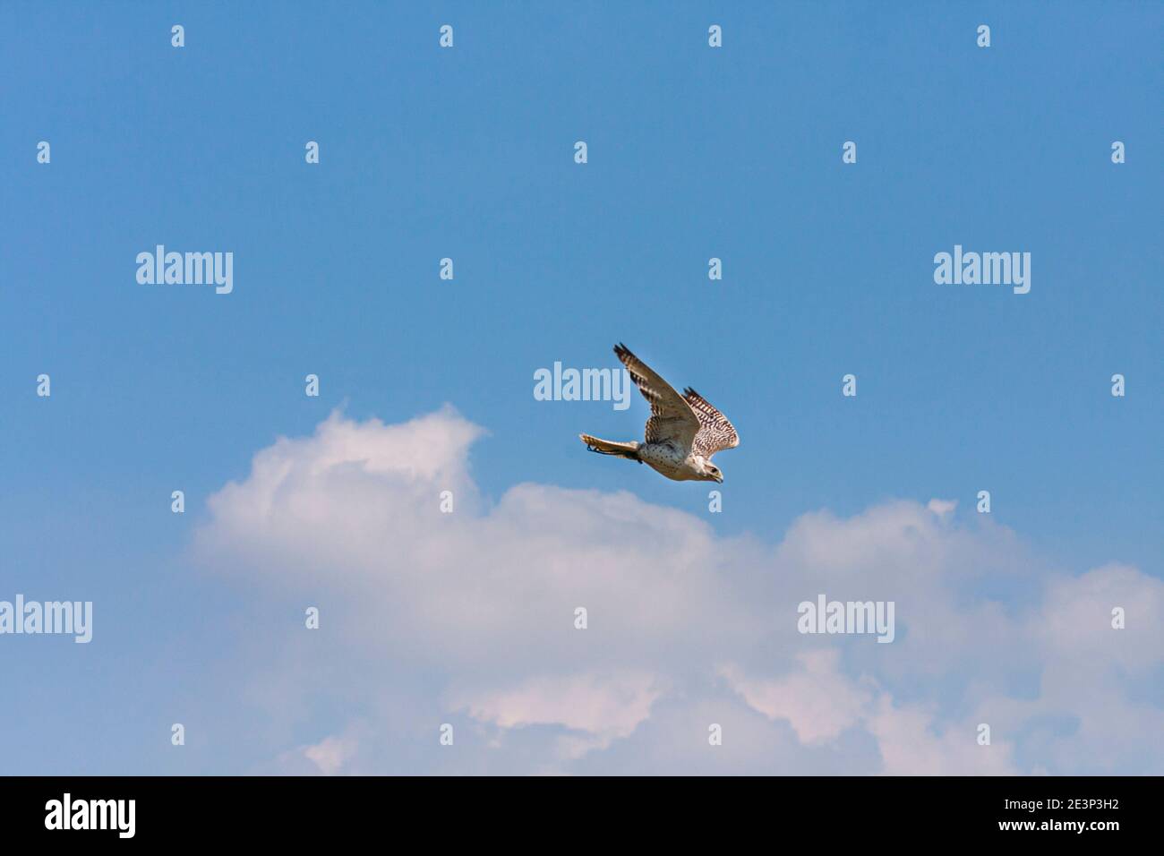 Blue sky and white clouds, peregrine Falcon fly. Side camera view Stock ...