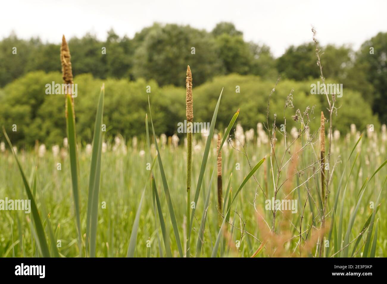 Biodivers ecosystem of an English lowland medow Stock Photo - Alamy