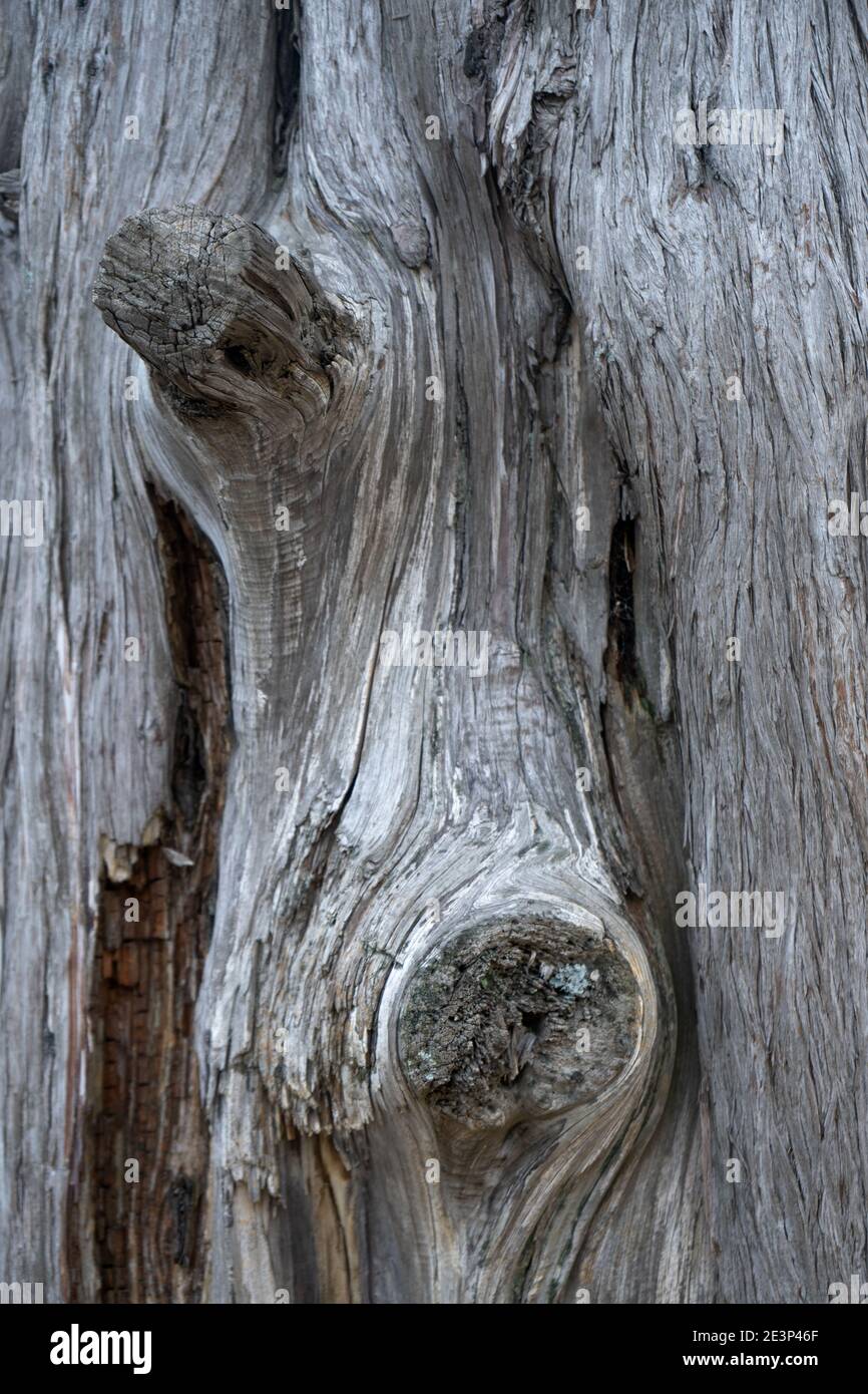 Close up the tied trunk of a dead tree Stock Photo - Alamy
