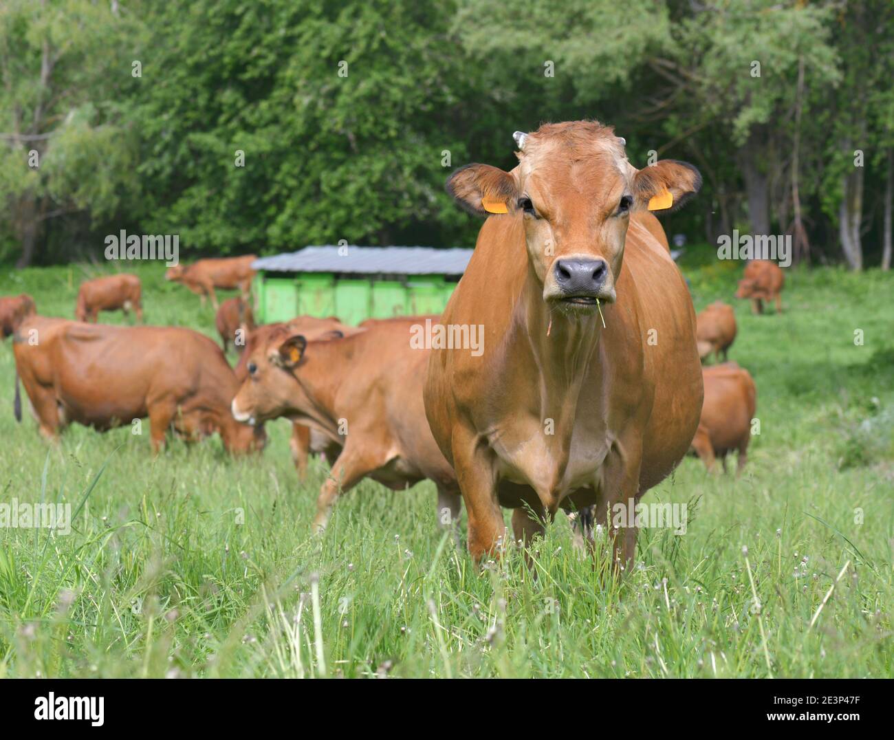 beautiful brown alpine cow in grass looking camera with other cows ...