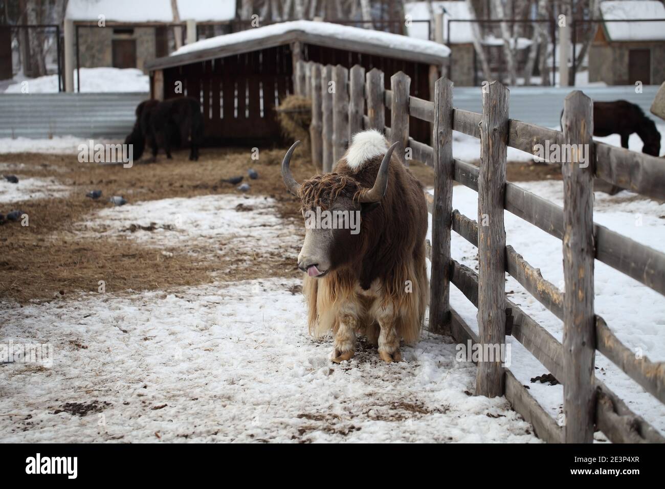 Fenced yard enclosure hi-res stock photography and images - Alamy