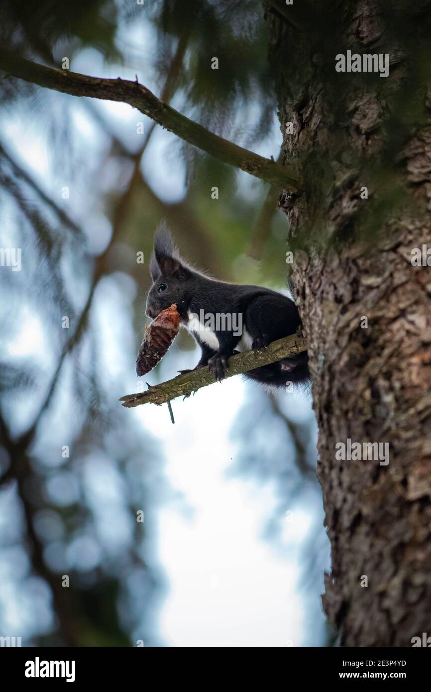 Photo of a rare squirrel outside in nature forest Stock Photo - Alamy
