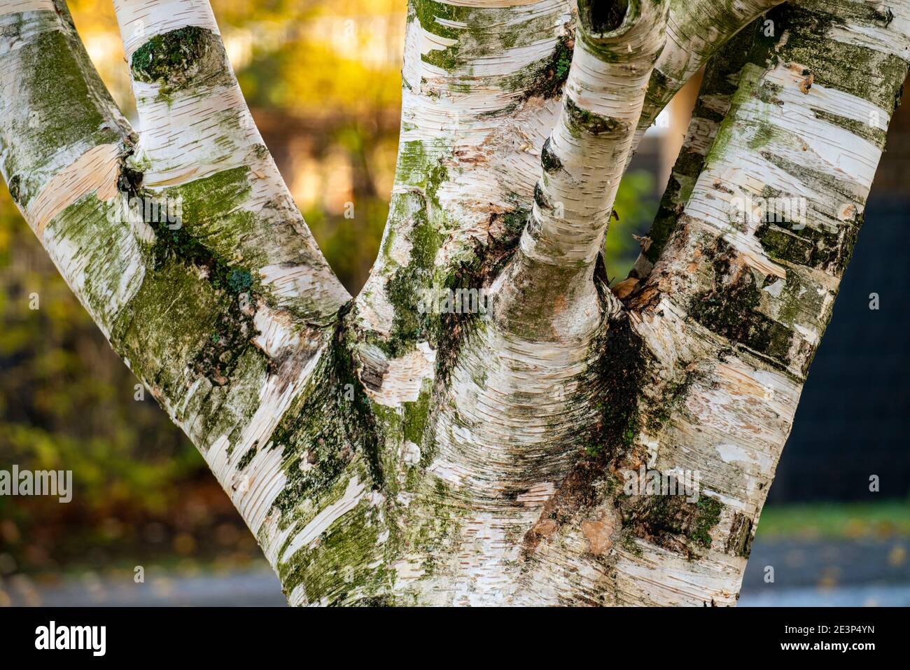 The Grugapark, Essen, botanical garden, park for leisure and recreation ...