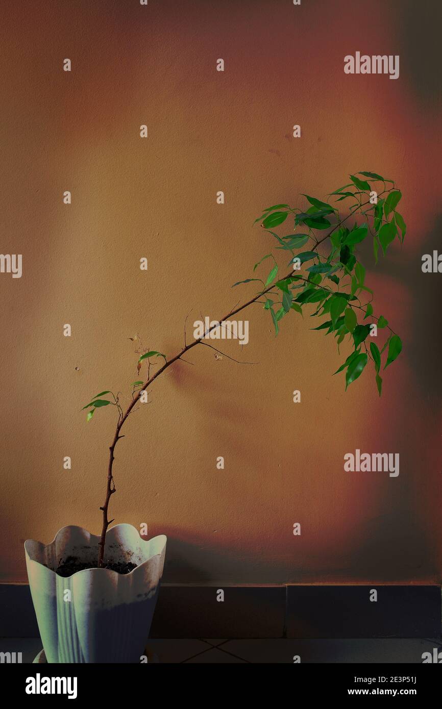 Crooked houseplant in the pot on the background of wall Stock Photo - Alamy