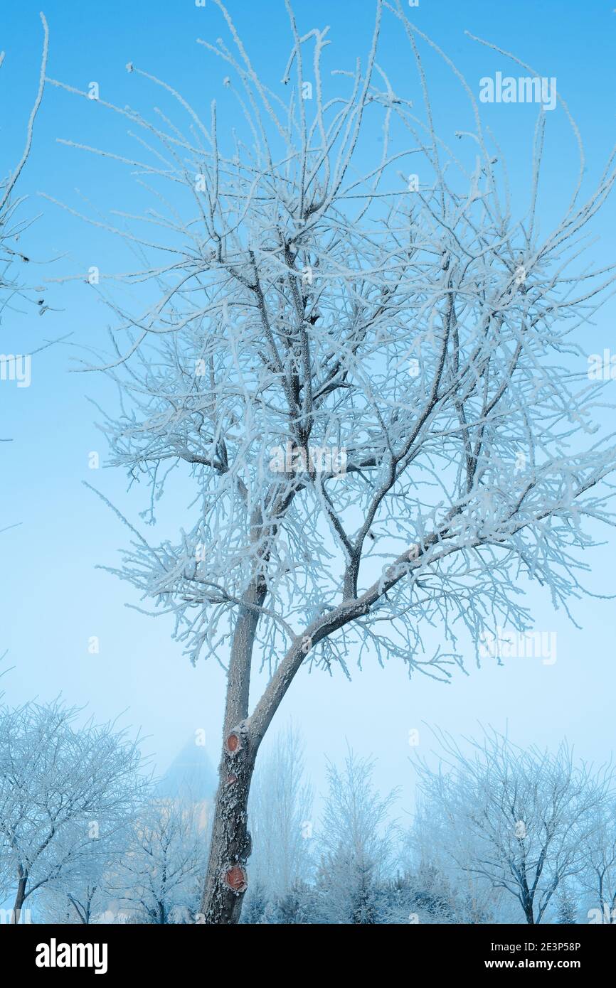 Ice glazed young tree in the urban park on the background of blue sky ...