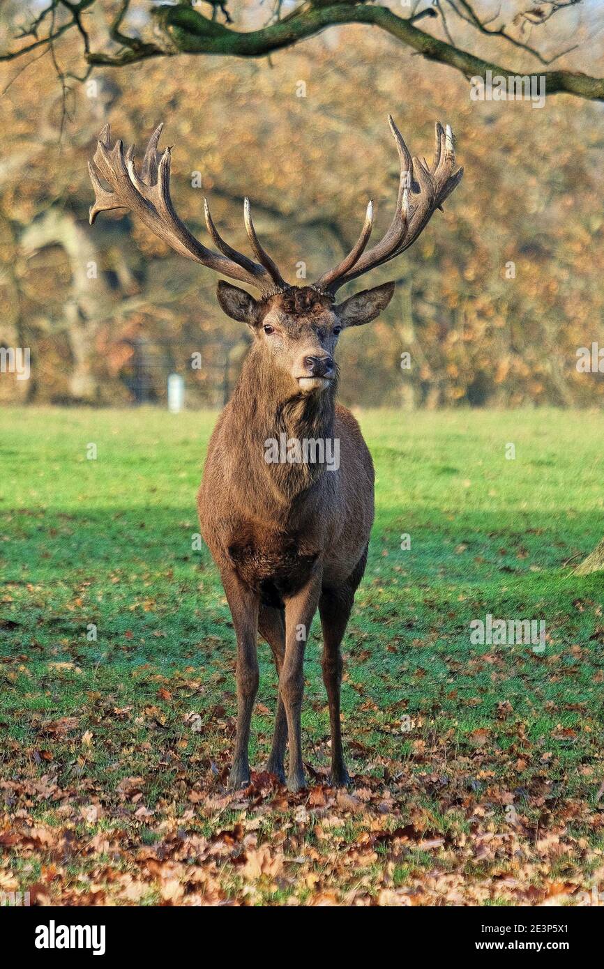Red Deer Stag (cervus elaphus): Standing still, facing camera, portrait ...