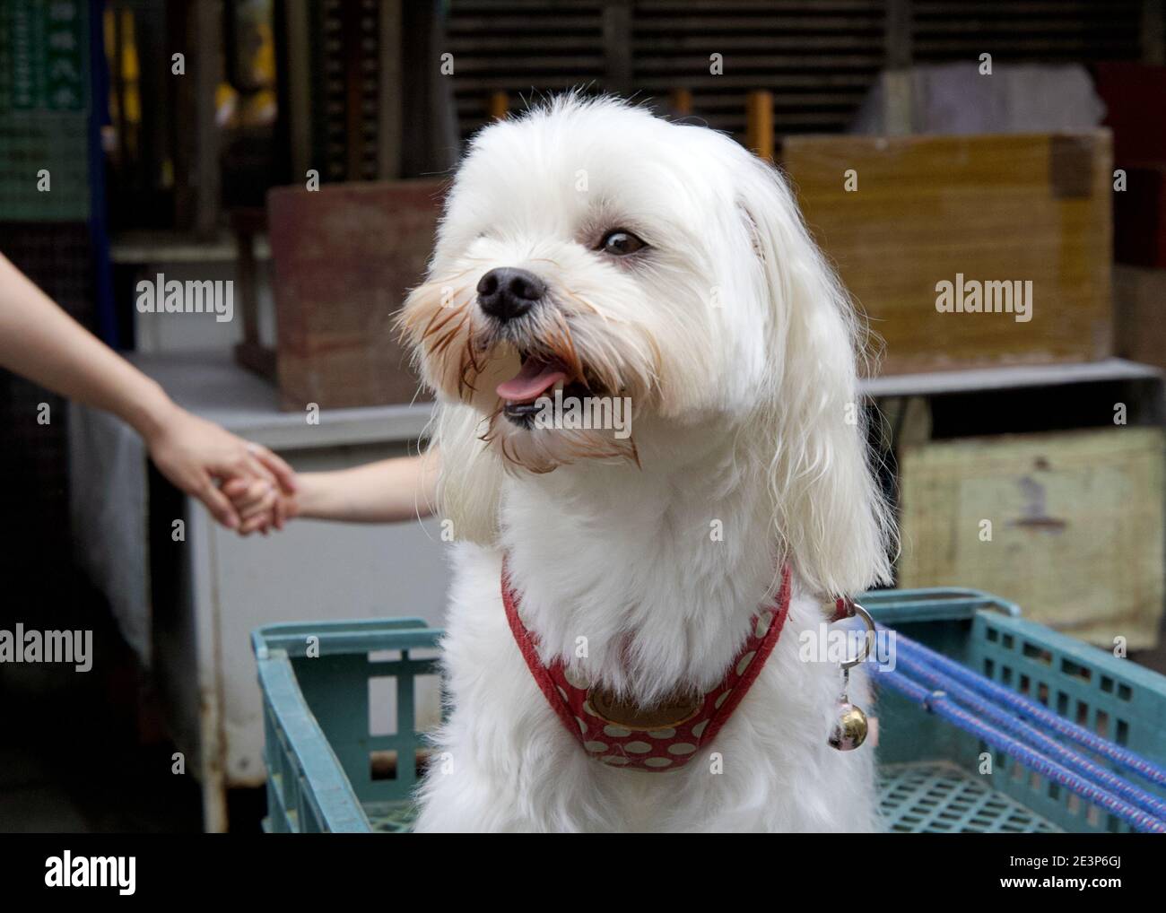 White dog in the box and holding hands in the background Stock Photo ...